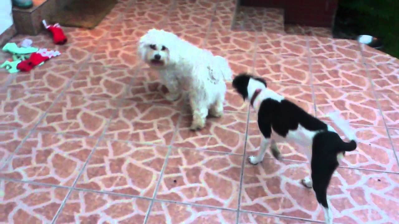 MOV 1575 YouTube mov-1575-youtube