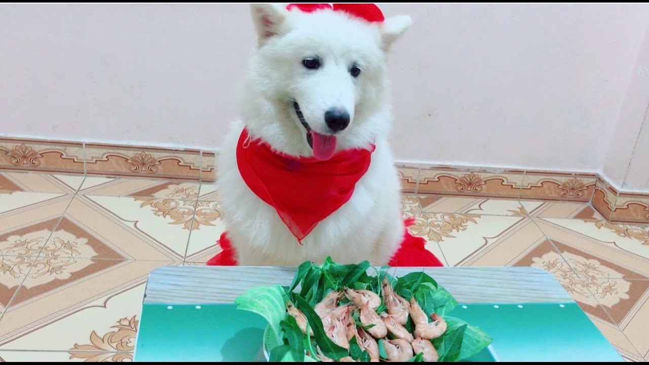 Sam's eating shrimp :)) very delicious - Funny dog videos - YouTube