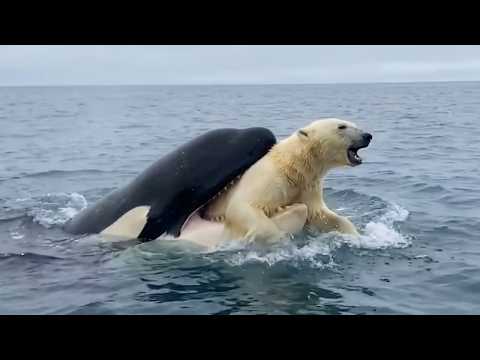 80 Times Sea Animals Messed With The Wrong Opponent