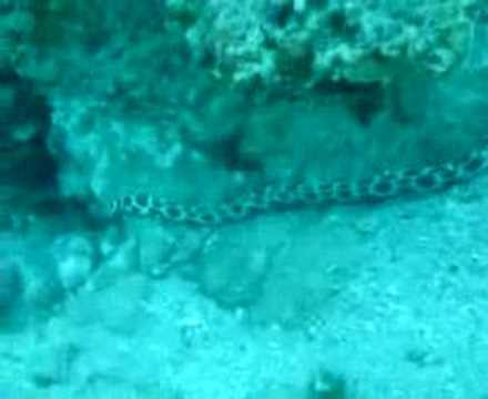 Free Swimming Spotted Snake Eel - Red Sea, Dahab, Egypt - YouTube
