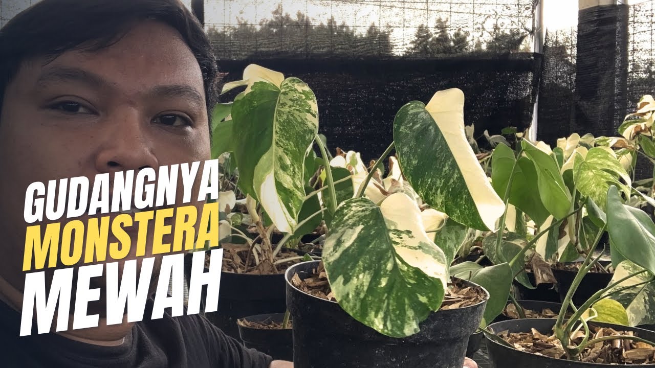 Flash sale marmo monstera murah tapi mewah⁉️ - YouTube