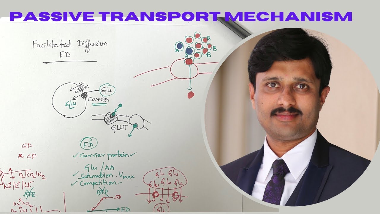 Transport across cell membrane / Passive transport/ Simple diffusion ...