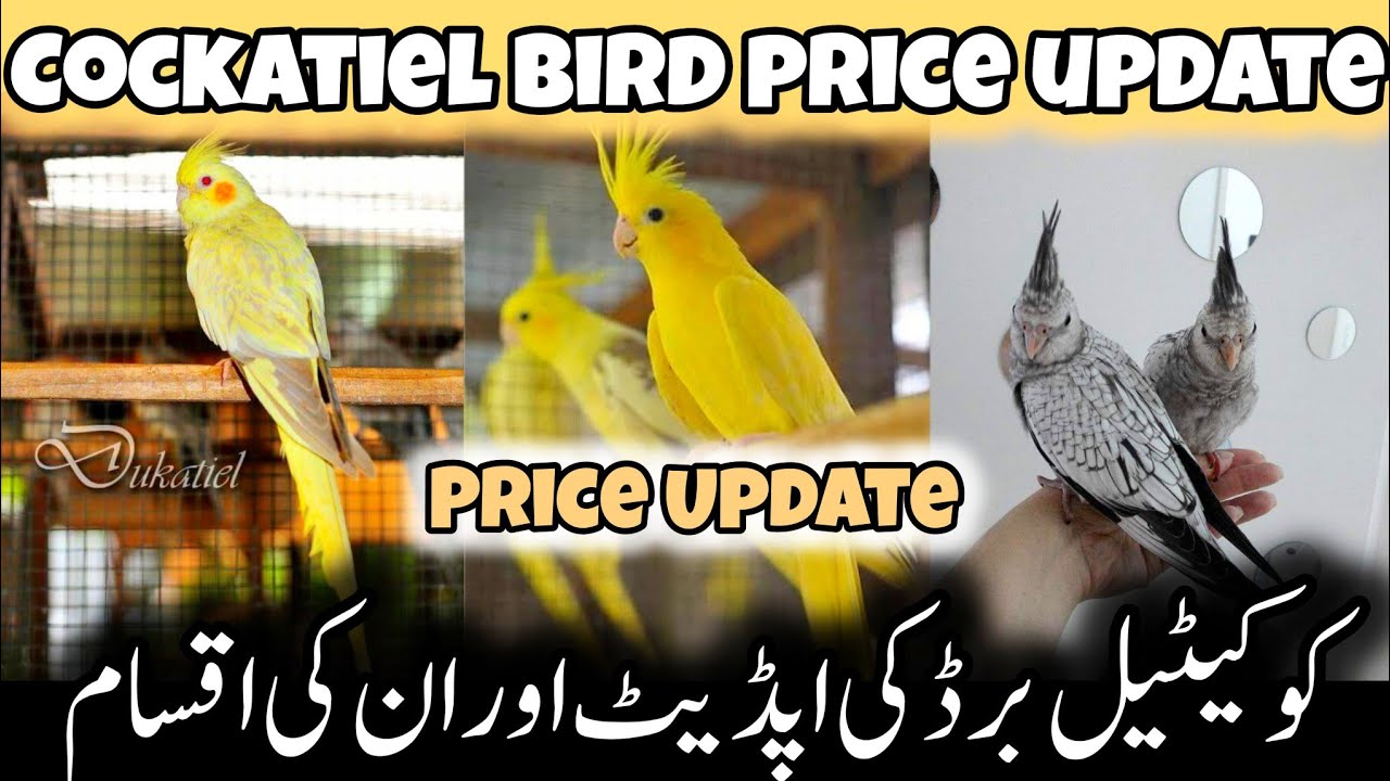 Cocktail birds price in pakistan 2024 || Cocktail birds pair price ...
