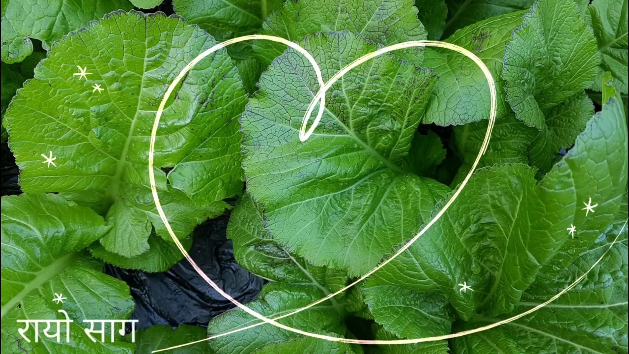 Rayo Saag रायो साग र मुला - YouTube