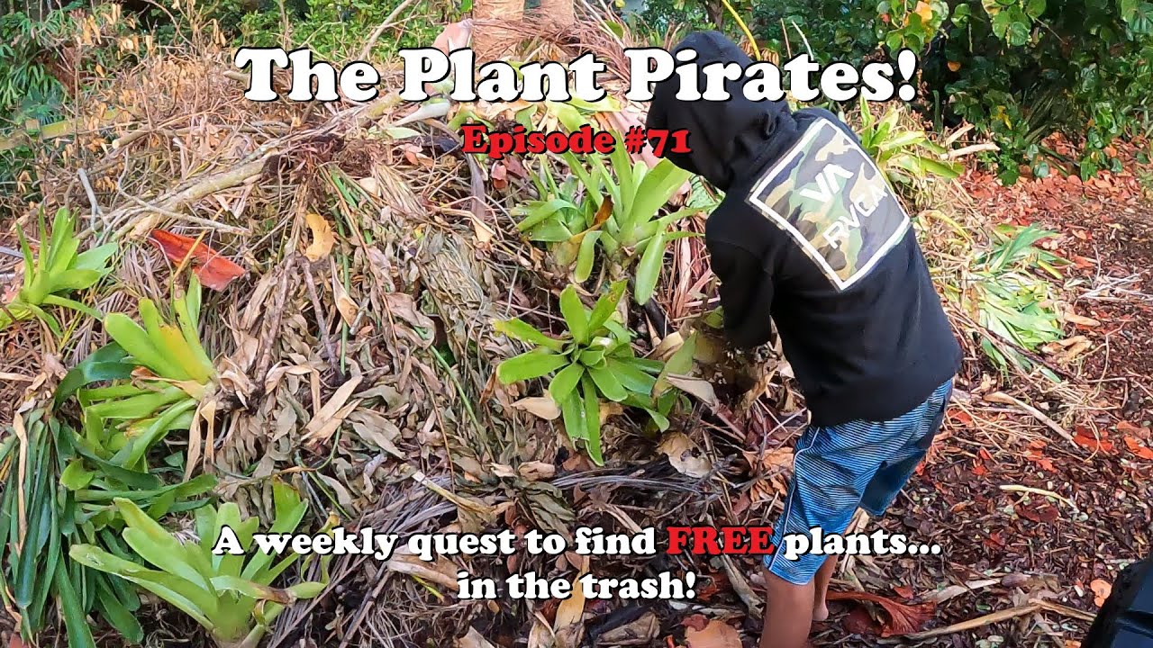 Finding FREE Plants in the trash! The Plant Pirates Episode #71 - YouTube