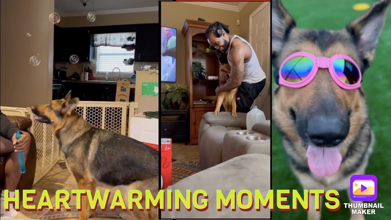 Heartwarming moments with German Shepherd - YouTube