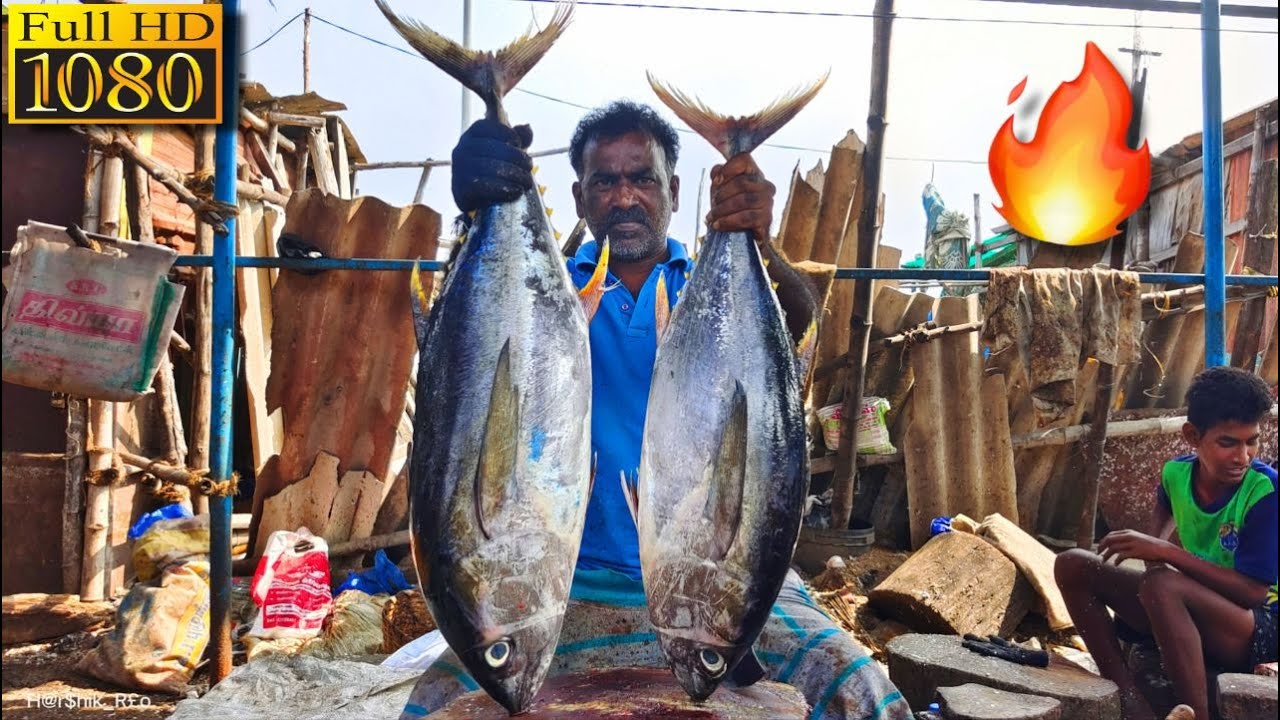 KASIMEDU FISH CUTTING💥| TUNA FISH CUTTING🐟 | FISH CUTTING SKILL | CKFC🔪 ...