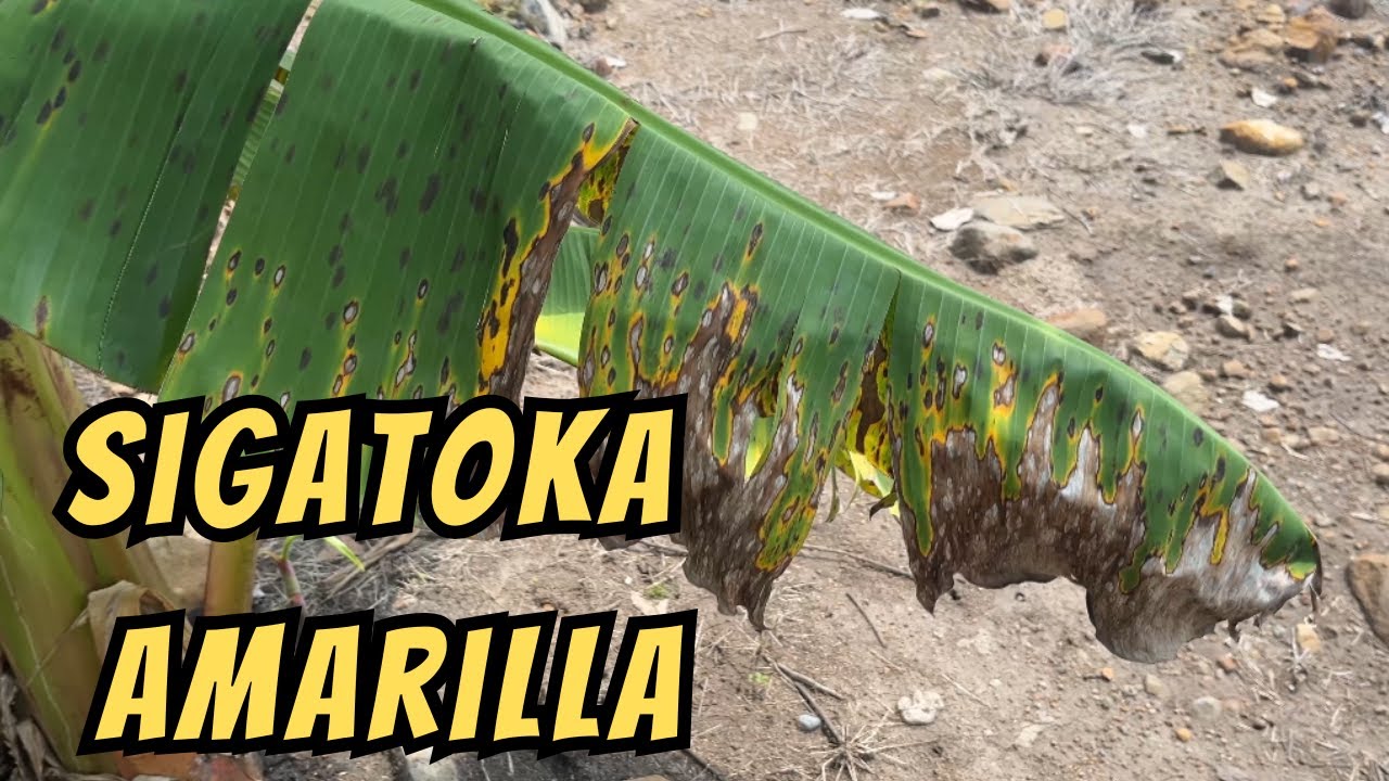 Qué es y como controlar la sigatoka amarilla en cultivos de plátano y banano - YouTube