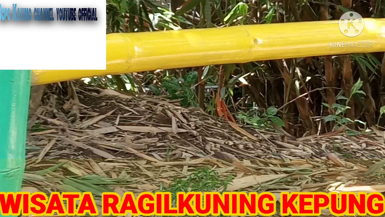 wisata alam ragil kuning - YouTube