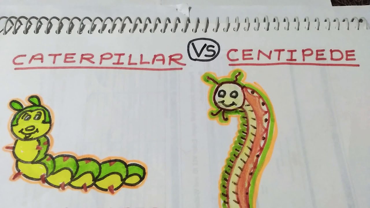 CENTIPEDE SPELLING With TRICK How To Learn Spelling Of Caterpillar CENTIPEDE SPELLING With TRICK How To Learn Spelling Of Caterpillar