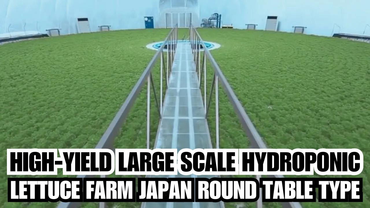 High Tech Modern Technique Lettuce Hydroponic Farming In Japan - YouTube