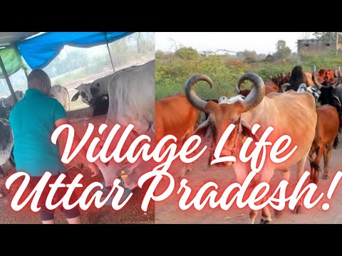 Indian Ghar Cow of Village ll Village Life in Uttar Pradesh ll 2024 ll ...