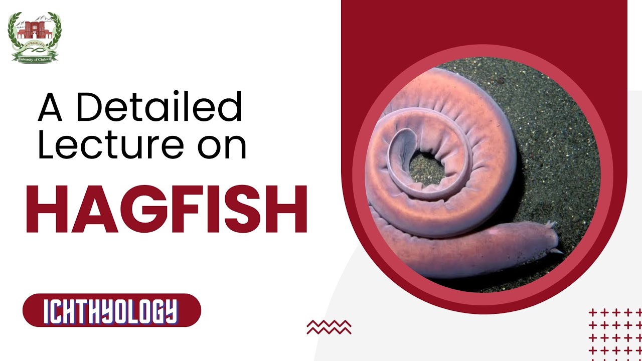 Hagfish Diagram