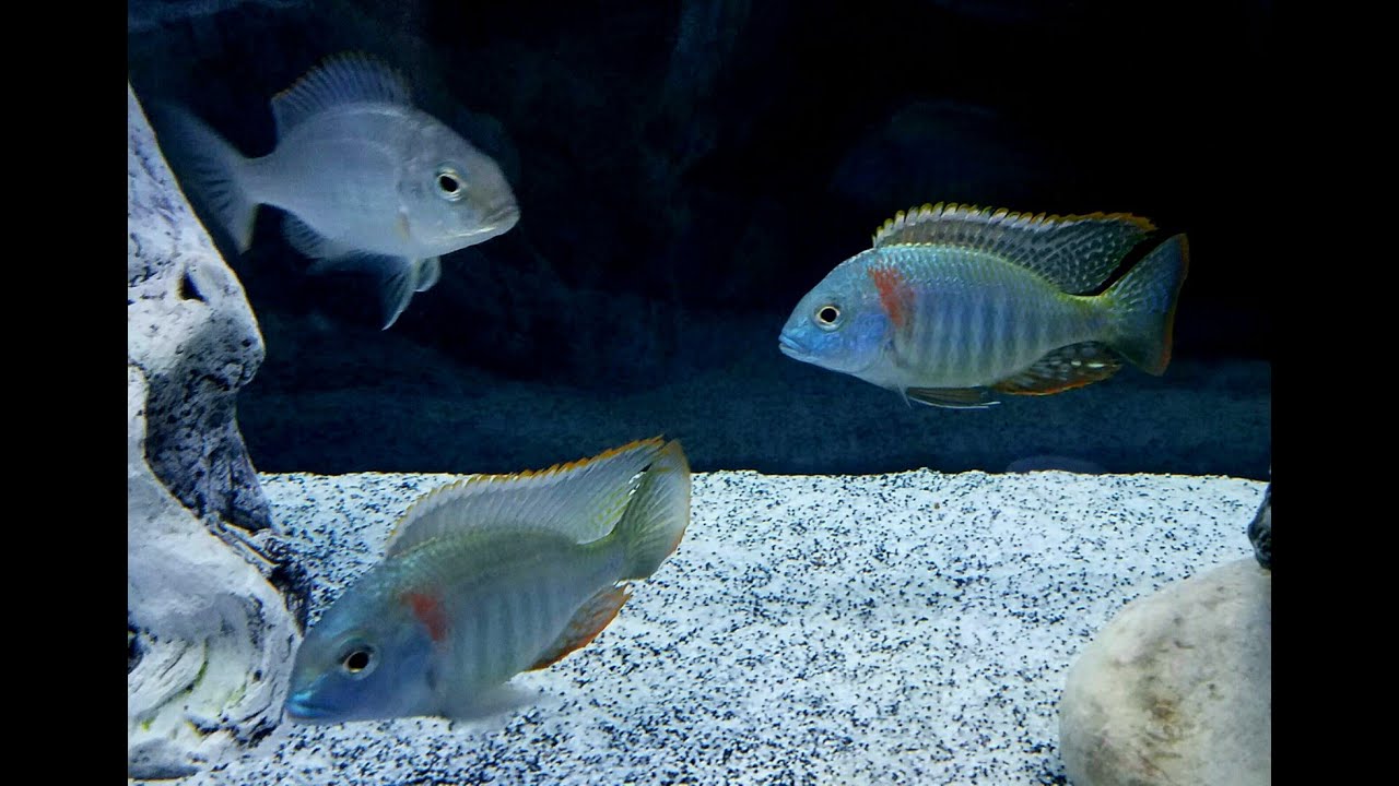 Mbasi Lethrinops in Stunning Color - African Cichlids - YouTube