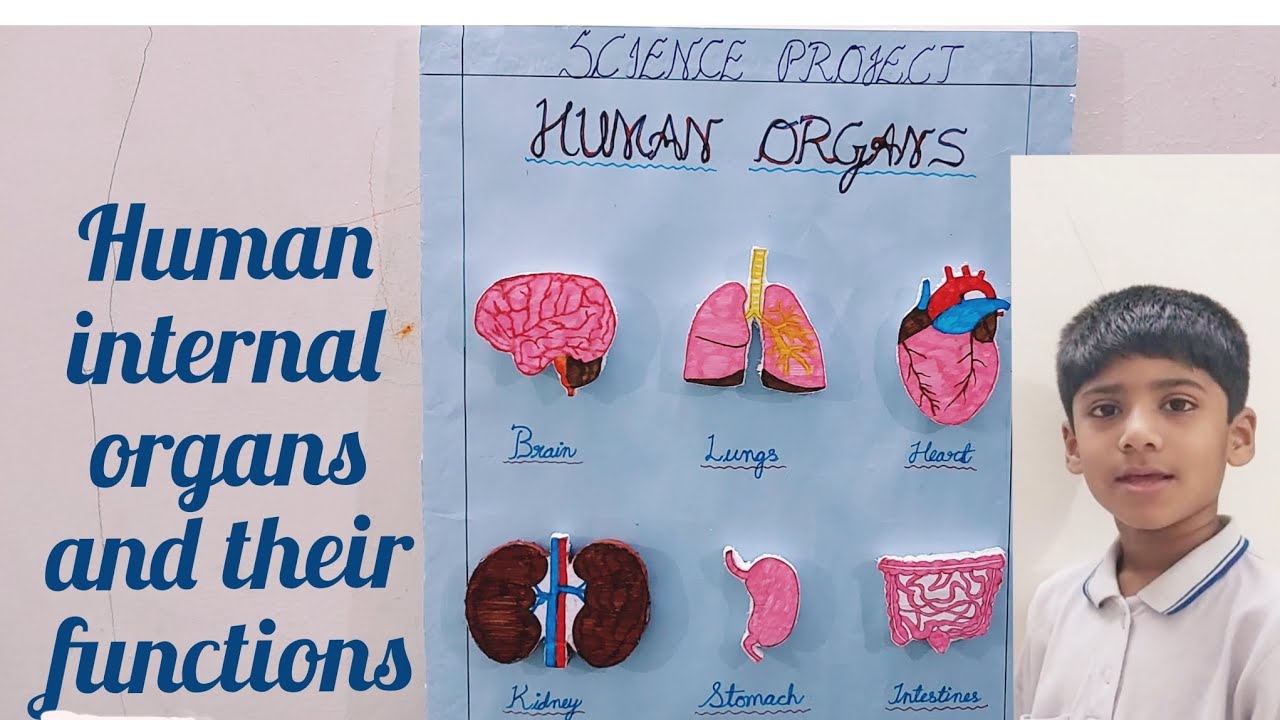 human internal organs and their functions |science grade 3 project ...