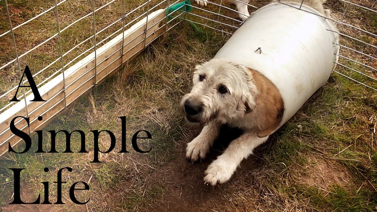 Remote feeding Livestock Guardian Dogs @ASimpleLife - YouTube