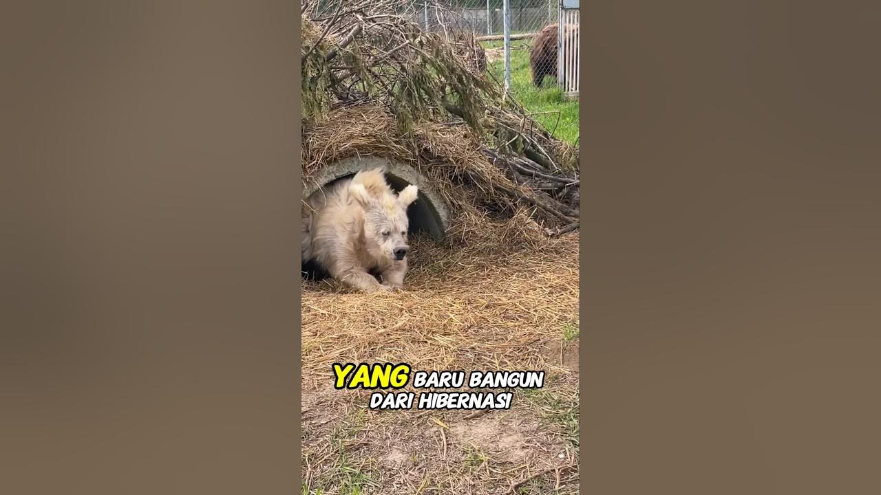Beruang Kutub Terbangun dari Hibernasinya yang Panjang! 🥺 #shorts - YouTube