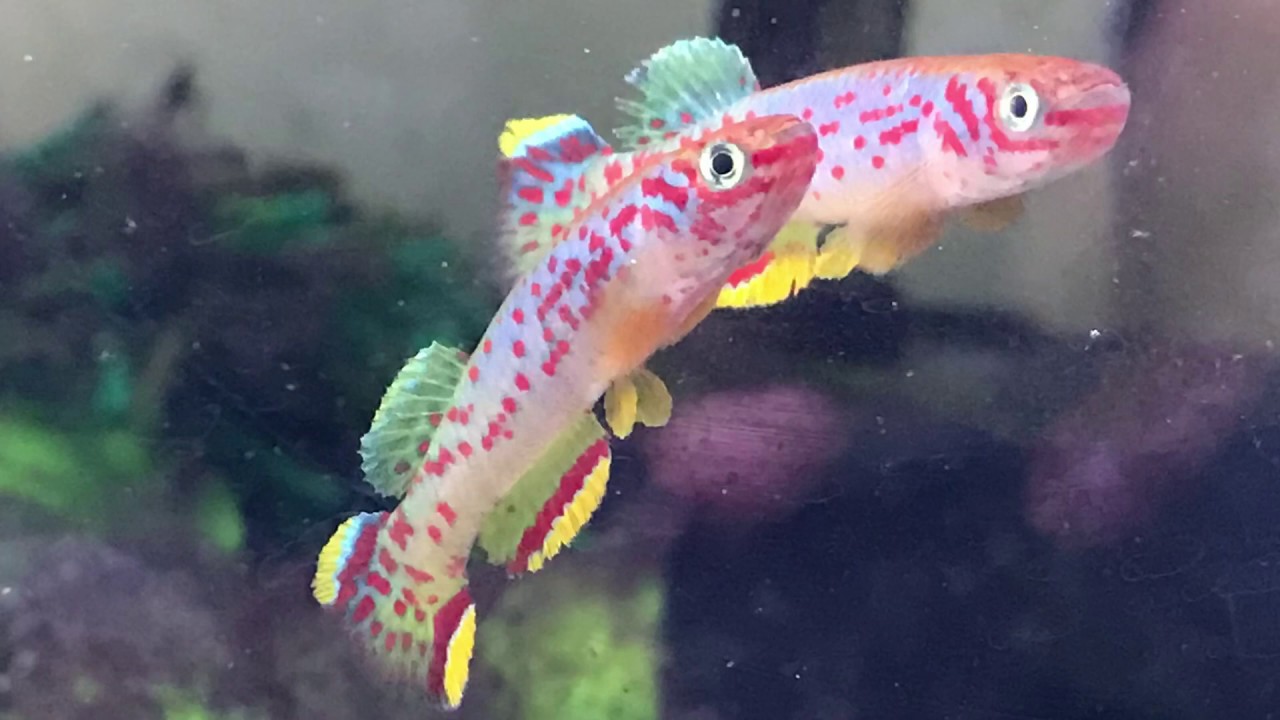 New Fish: Killifish Fundulopanchax (Aphyosemion) scheeli - YouTube