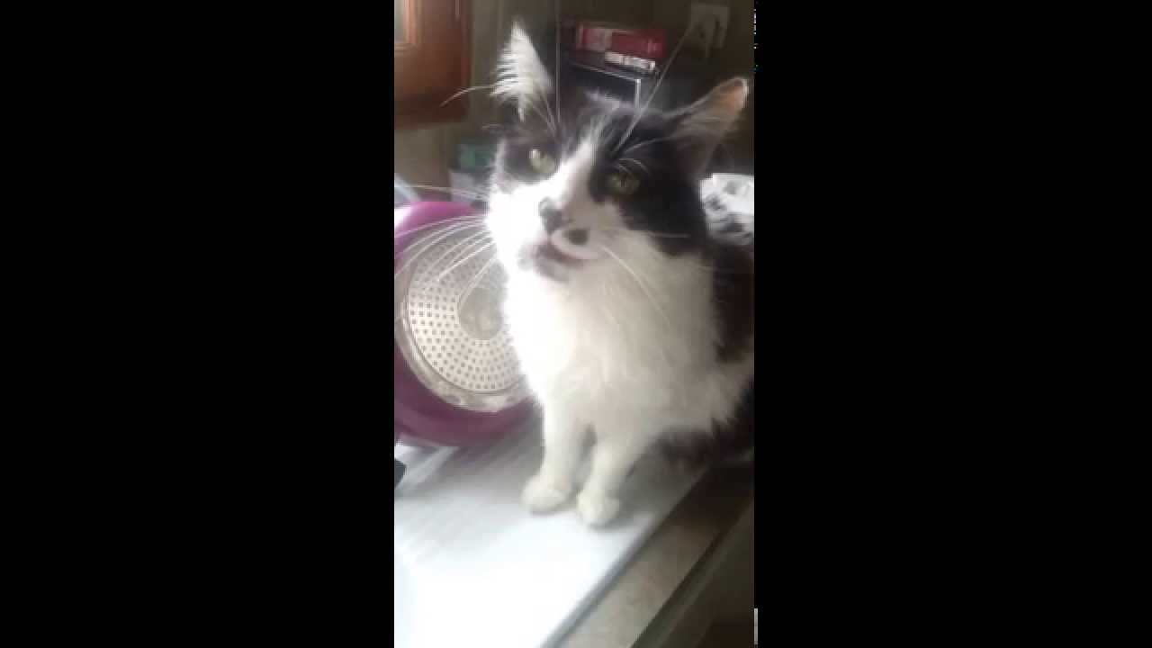 Chat qui miaule. - YouTube