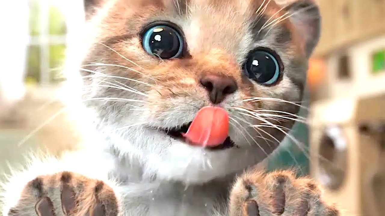 ANIMATED LITTLE KITTY ADVENTURES 😸 | CUTE LITTLE KITTEN Cat Play Fun ...