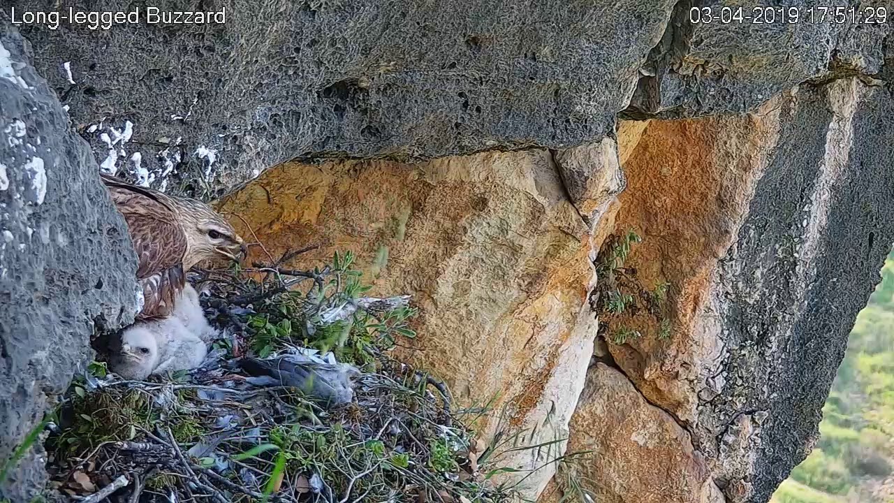 03/04/2019 17:50 A new branch and chick makes poop shot (Long-legged ...