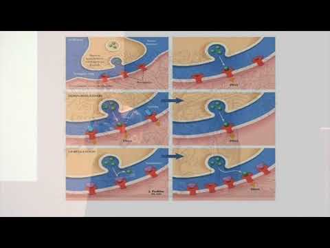 The Teenage Brain Under Construction With Dr. Ruth Potee - YouTube