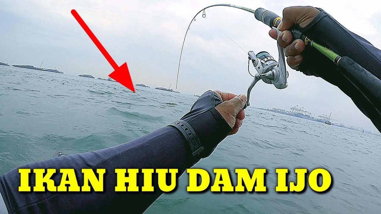 Beginilah Sensasi Ketemu Ikan Hiu Di Dam Ijo - YouTube
