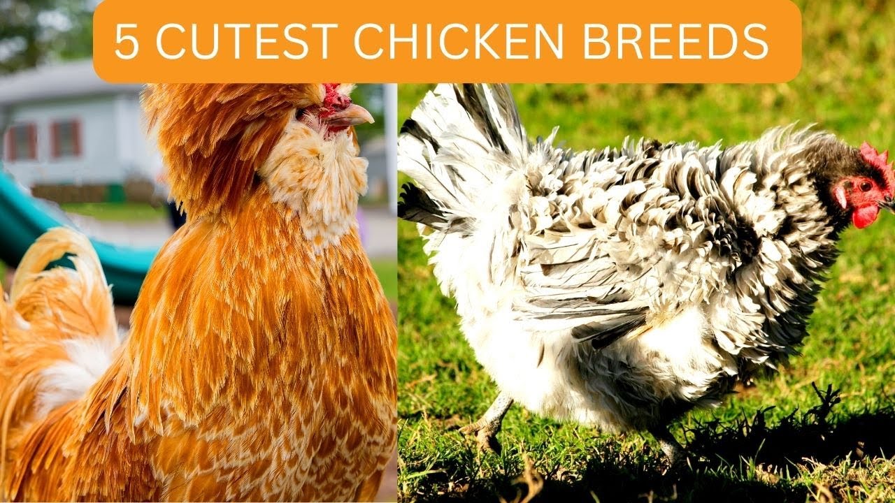 5 Cutest Chicken Breeds, Interesting Facts About Cute Chicken - YouTube