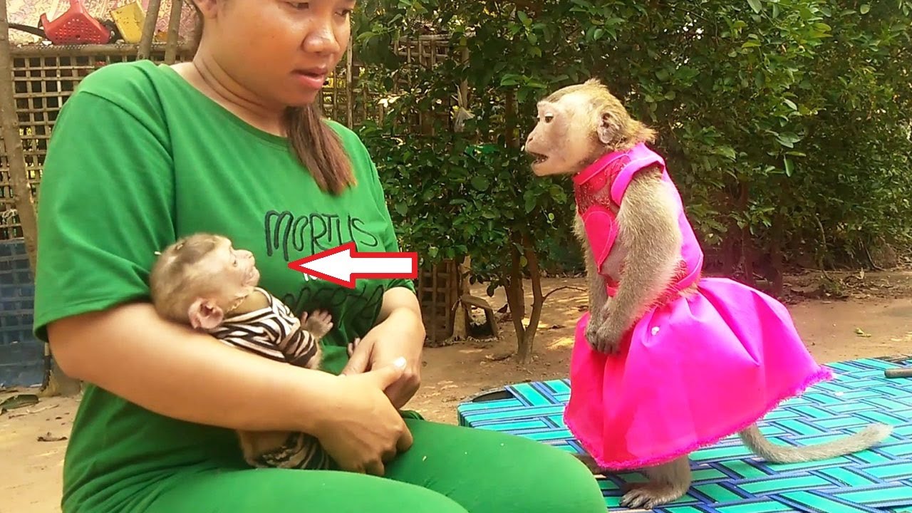 Shally Is Proud To Be Older Sister Monkey In Family - YouTube