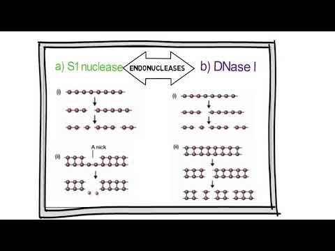 Manipulation of DNA - Enzymes Used In Gene Cloning - YouTube