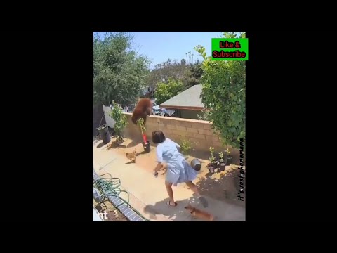 girl pushes bear away from dogs 🐻 kadın köpekleri korumak için ayı yı kovaladı #bear #dog #dogs