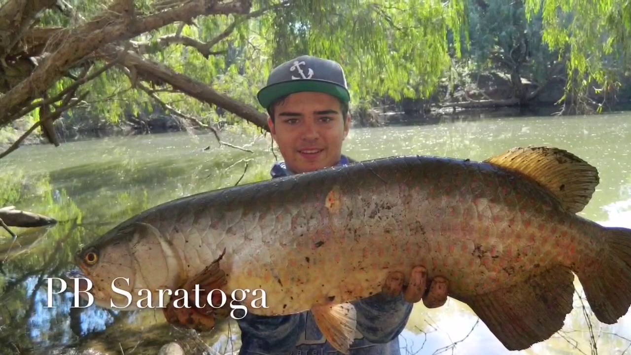 Sarratoga & sooty grunter fishing - YouTube