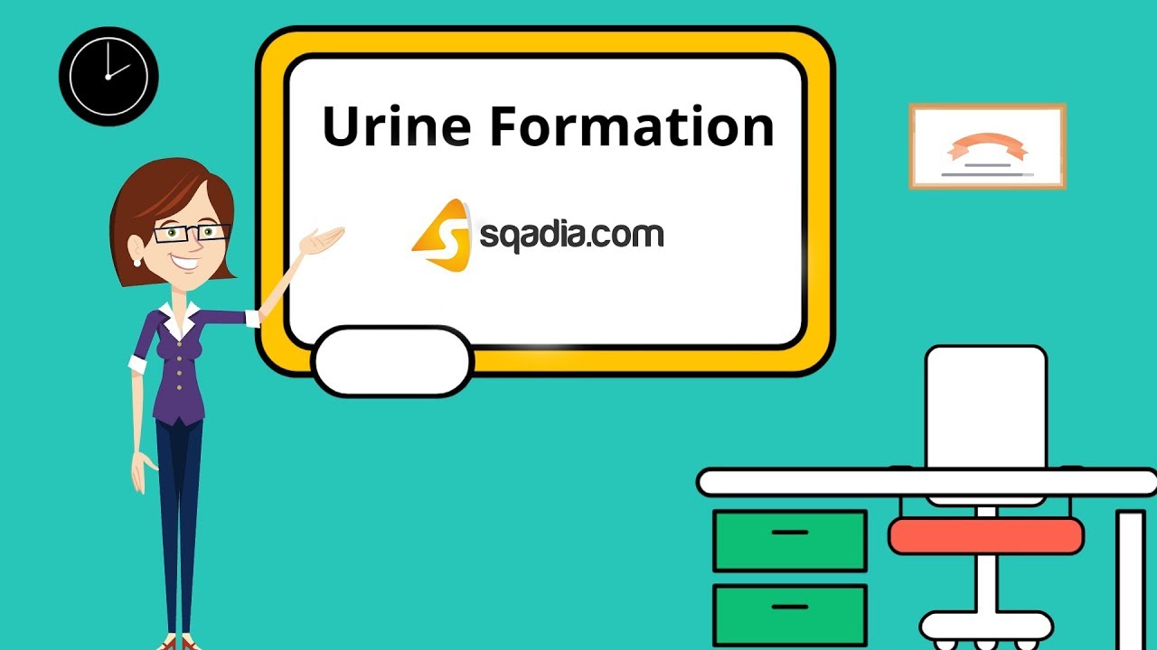 Urine Formation | Physiology Student Animation | Medical V-Learning ...
