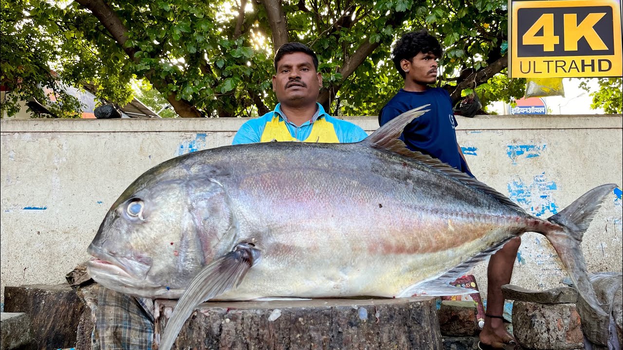 Paarai fish 33kg cutting video /Fishcuttingrs #fishcuttingrs #kasimedu ...