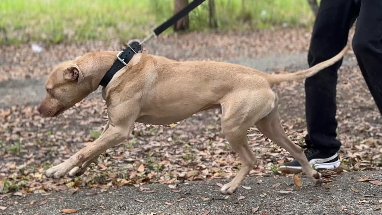 SATURDAY NIGHT LIVE Special Guest BIG KOUNTRY KENNELS #apbt #dog # ...