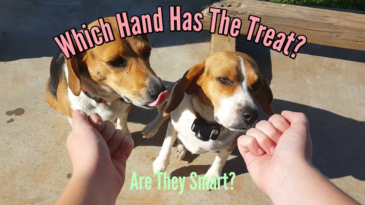 How Smart are my Beagles? - YouTube