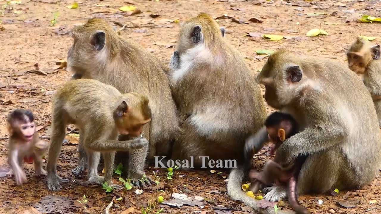 Amari group has many babies monkeys please enjoy ️🥰 ️ ️ - YouTube