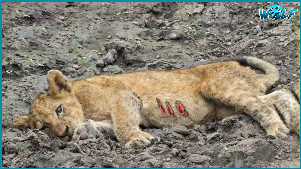 Injured Lion Cub on the Brink of Death Mourned by the Pride | Animal ...