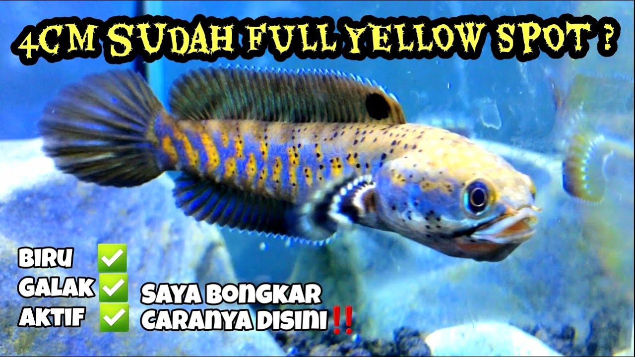 Treatment Channa Blue Pulchra Full Yellow Spot dengan cepat | CHANNA ...