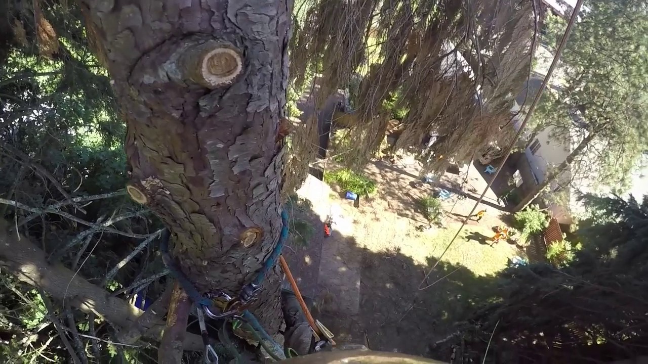 Cedar Tree removals - YouTube