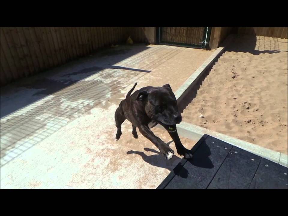 Dogs Trust Manchester - Reo - YouTube