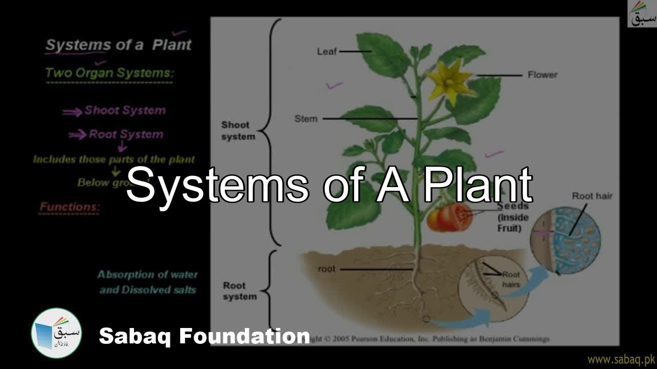 Systems of A Plant, General Science Lecture | Sabaq.pk - YouTube