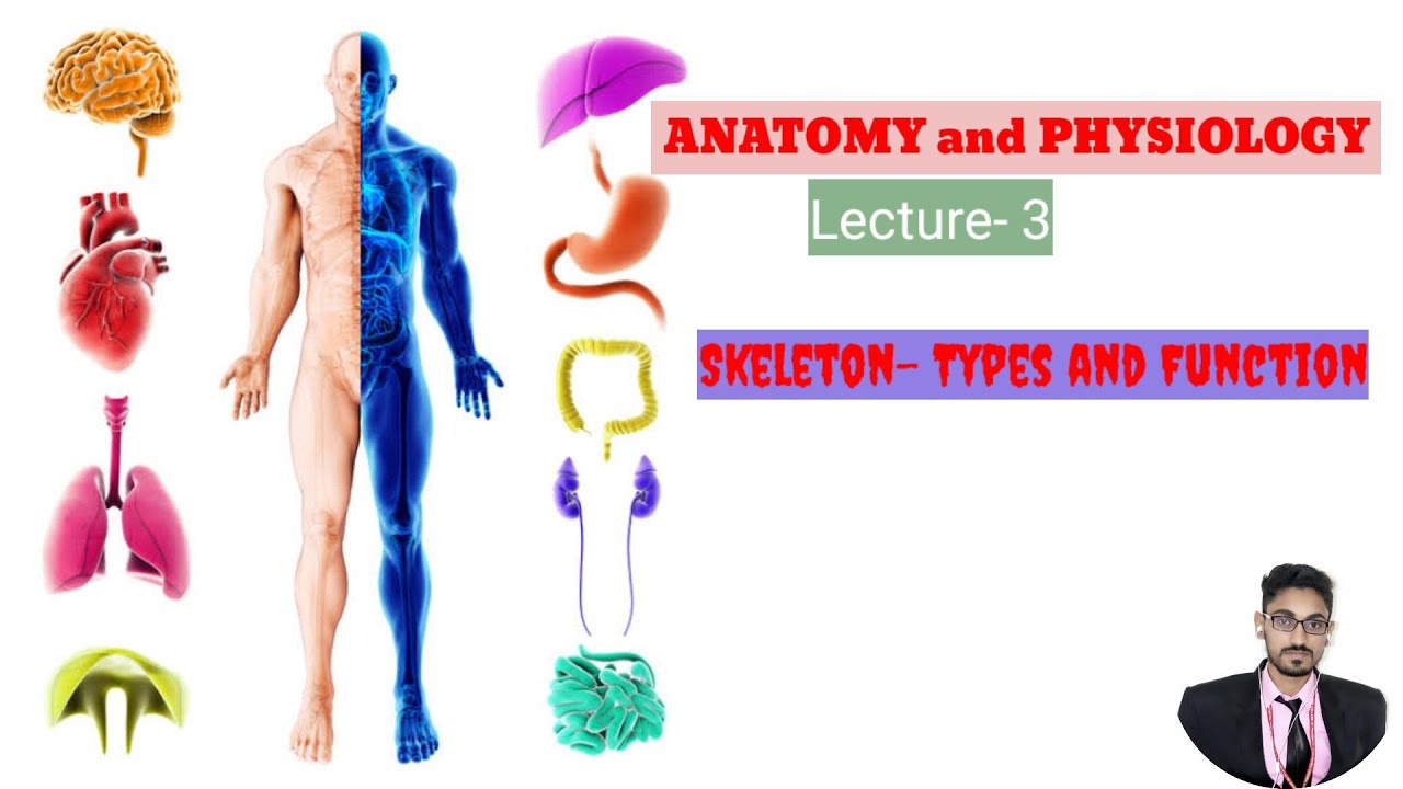 Skeleton- Types and Functions- Human Anatomy and Physiology- By VISHAL ...