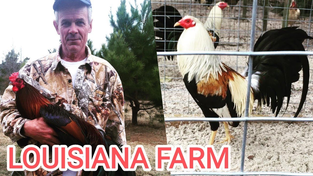 Grey Kelso Sweater Asil Louisiana Farm Rockwell - Beautiful Birds Farm ...