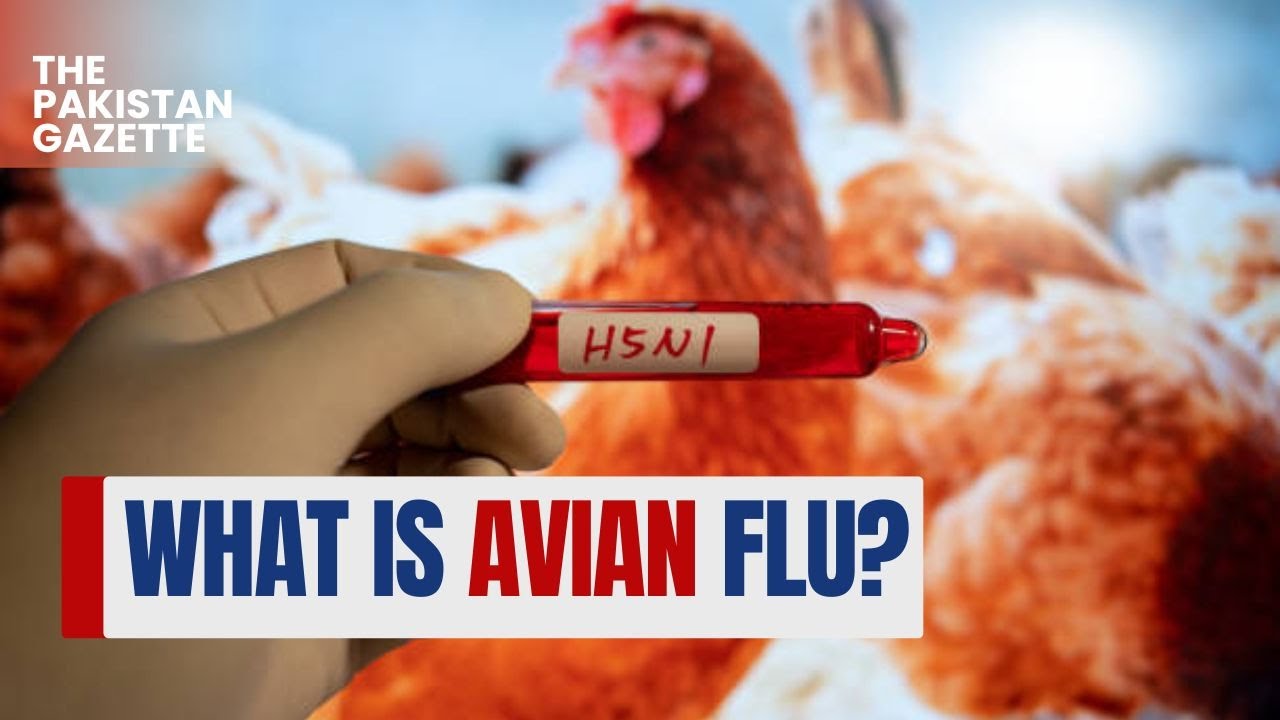 What is Avian Flu? Symptoms, Causes, and Prevention Explained - YouTube