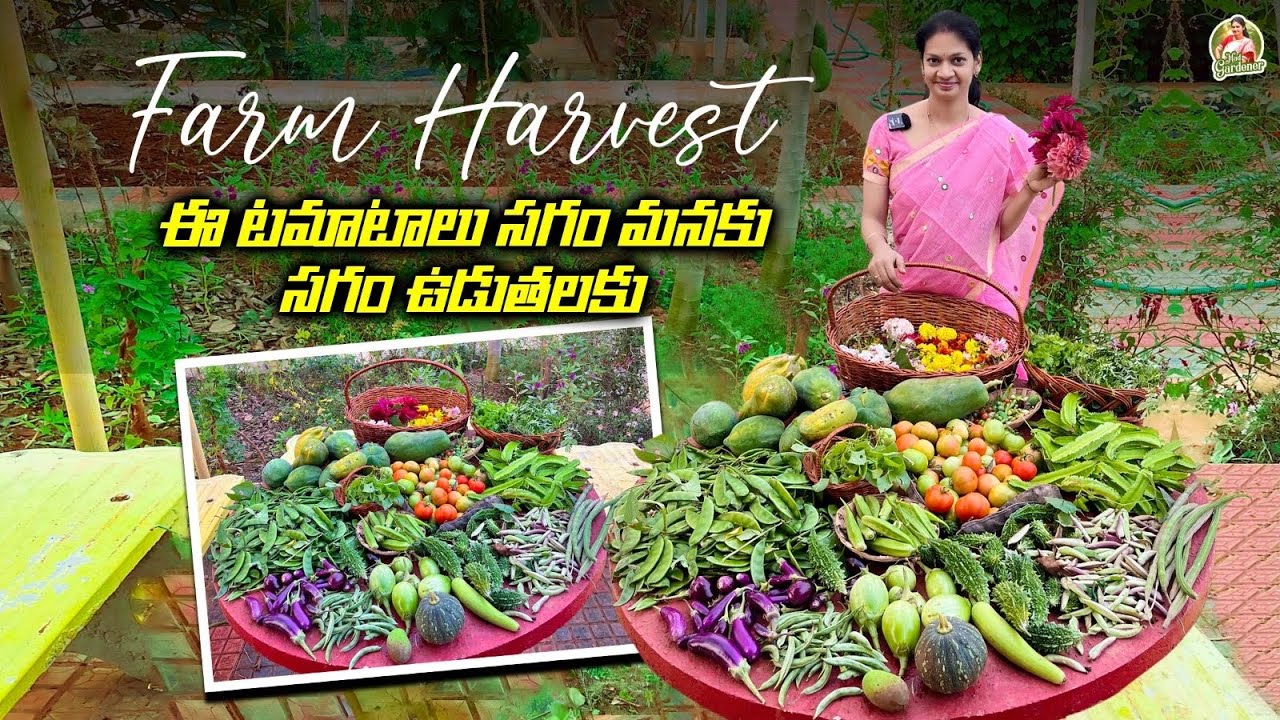 Farm Harvest/ఫార్మ్లో టమాటాలు రావటానికి ఇంత టైం పట్టింది…. @MADGARDENER ...