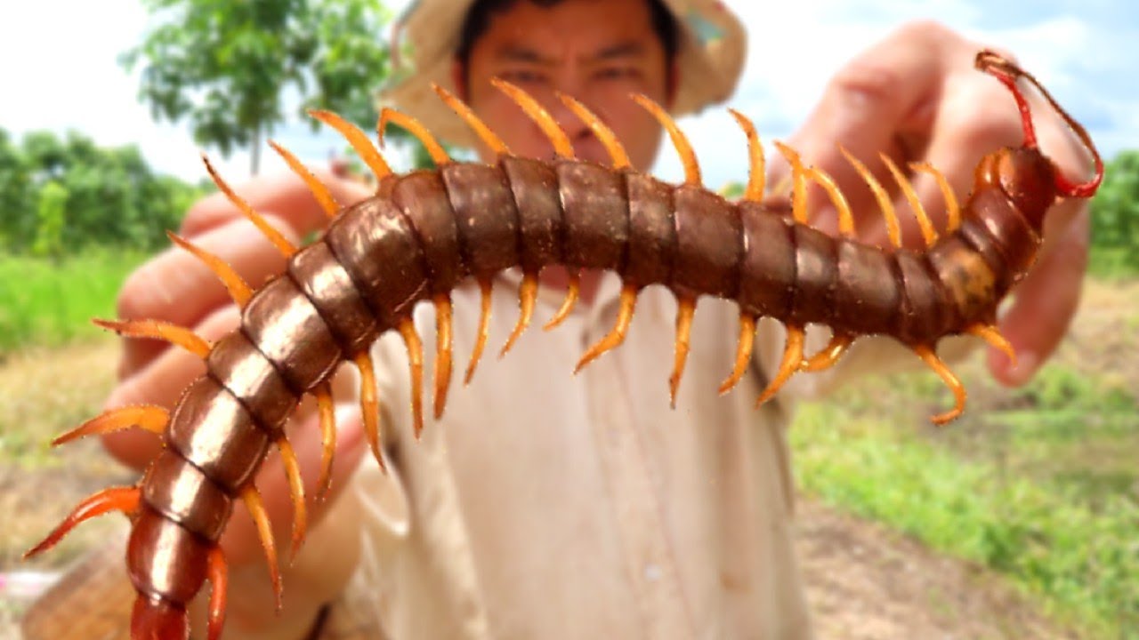 ចាប់ក្អែបយកទៅអាំងលេីថ្ម| cooking and eating centipede - YouTube