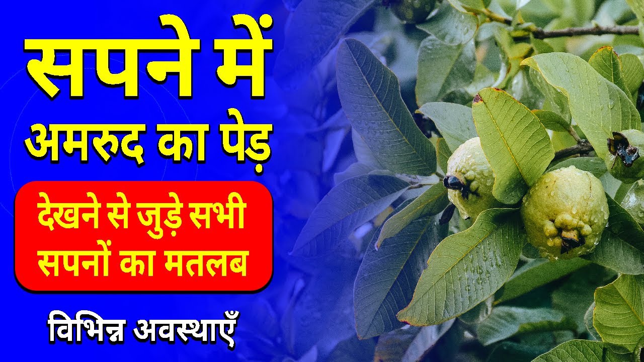 Sapne Me Amrud Ka Ped Dekhna Seeing Guava Tree In Dream Amrud Ke Sapne Me Amrud Ka Ped Dekhna Seeing Guava Tree In Dream Amrud Ke