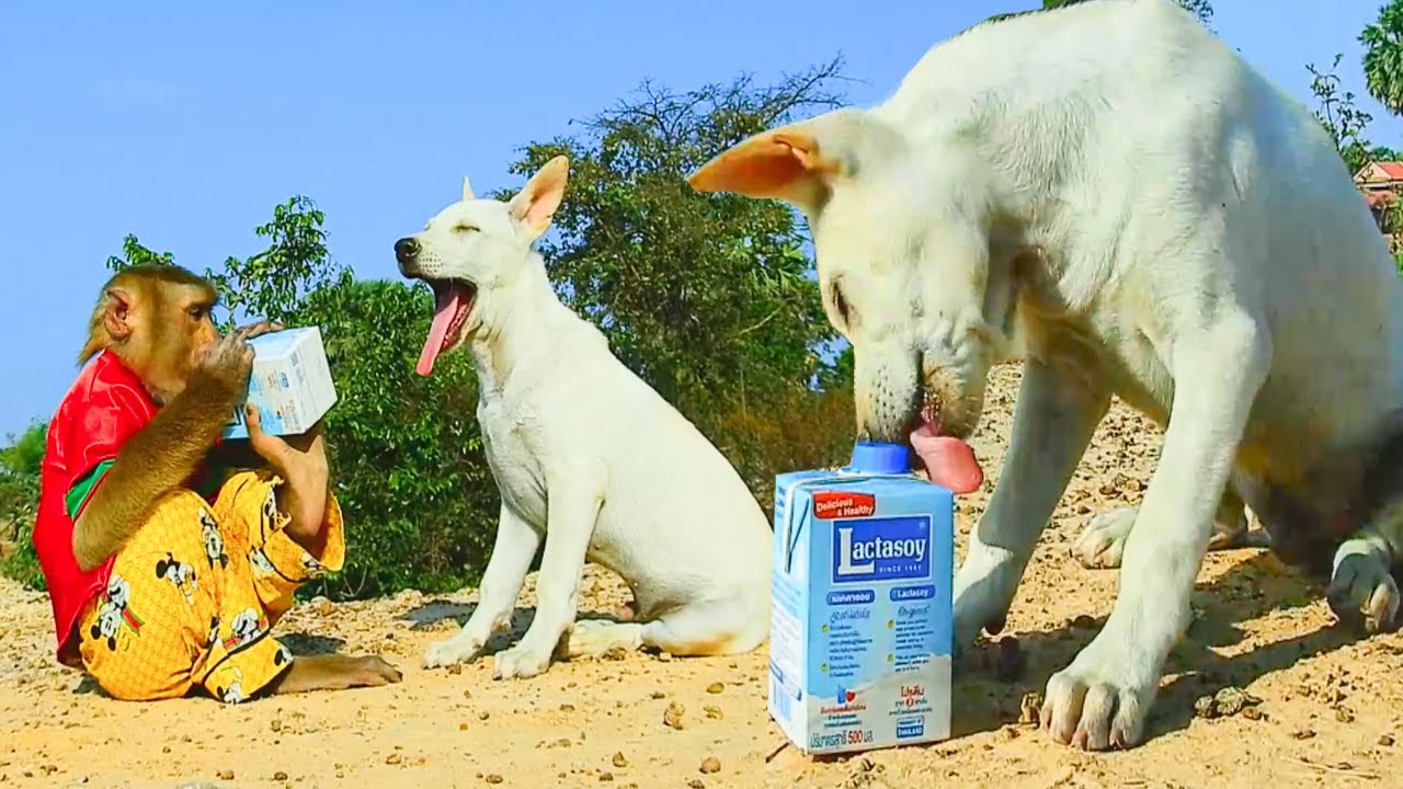 Keep Milk !!! Osca Watching SokYaa Drinking Milk Well - YouTube