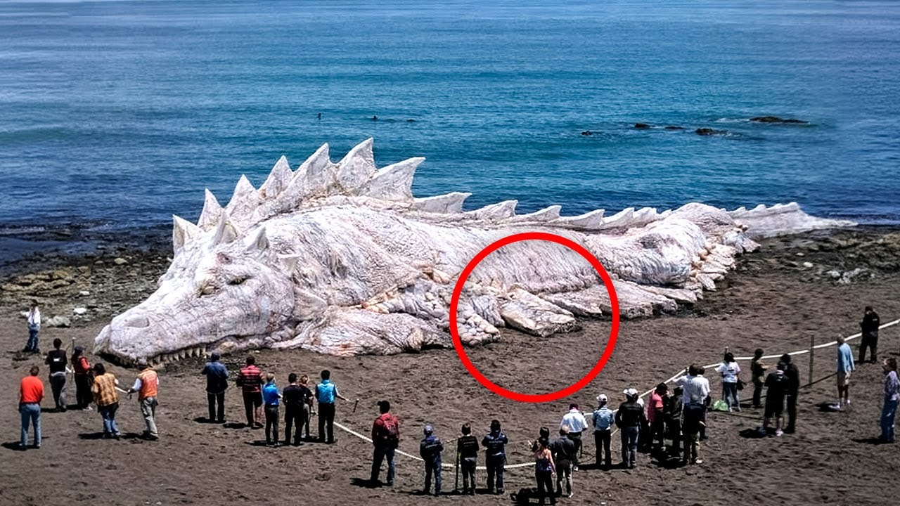 100ft-Long GIANT Ocean Creature Filmed off the Brazil Coast - YouTube